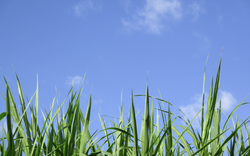 Bittner Park - Bloomington-Normal, Illinois