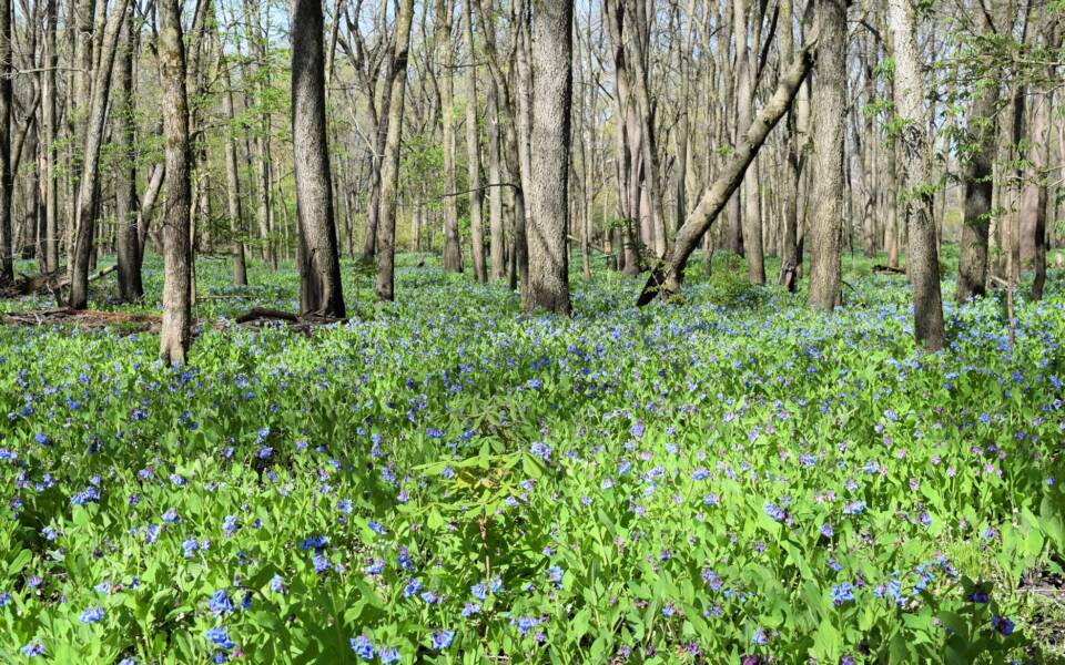 Merwin Nature Preserve - Bloomington-Normal, Illinois